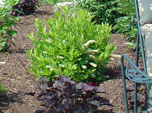 Itea virginica (Sweetspire) 'Little Henry' | My Everchanging Garden