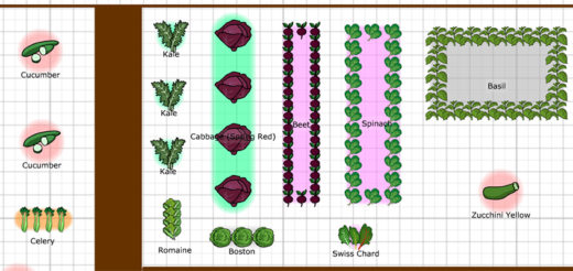 Crop Rotation And The Vegetable Garden