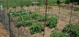Practical Crop Rotation - A Second Look | My Everchanging Garden