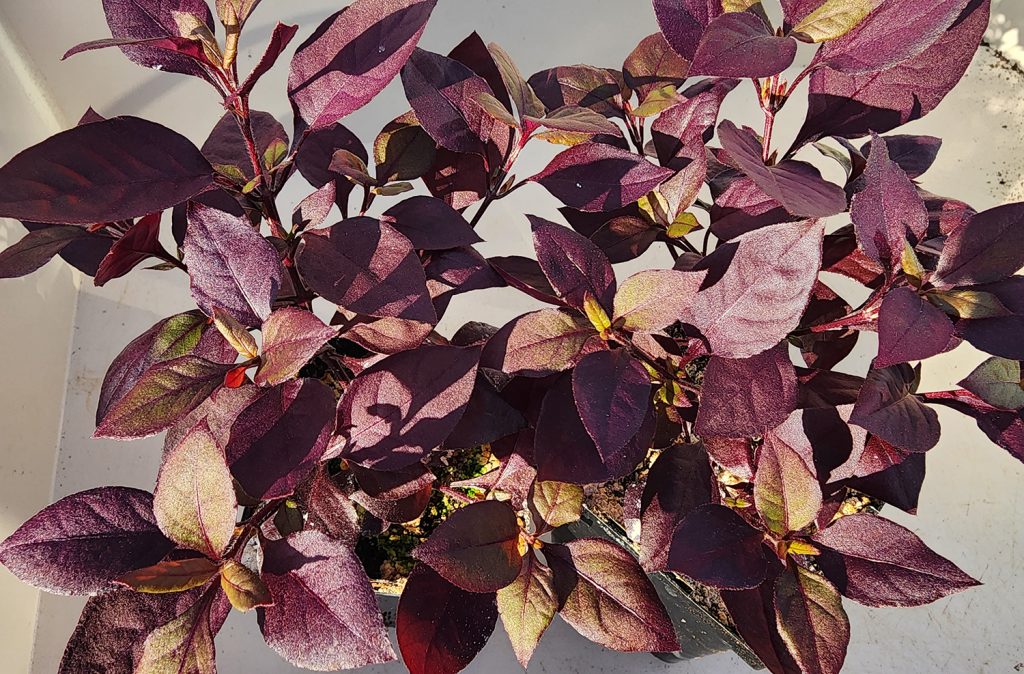 Alternanthera Purple Prince For Container Pots – My Everchanging Garden ...