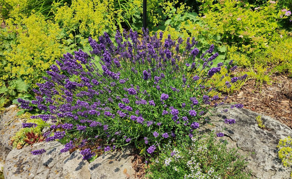 June Blooms in the Garden – My Everchanging Garden Blog